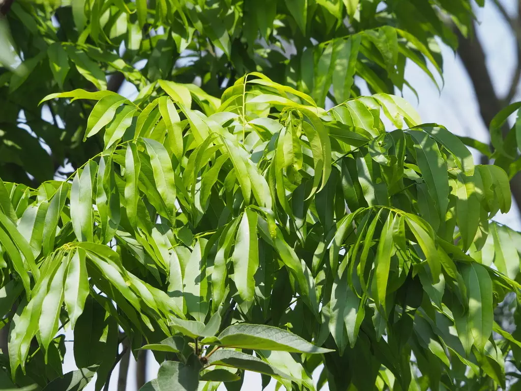 Sapindus mukorossi - Deciduous,Tree,Web page Navigation - Chinese ...