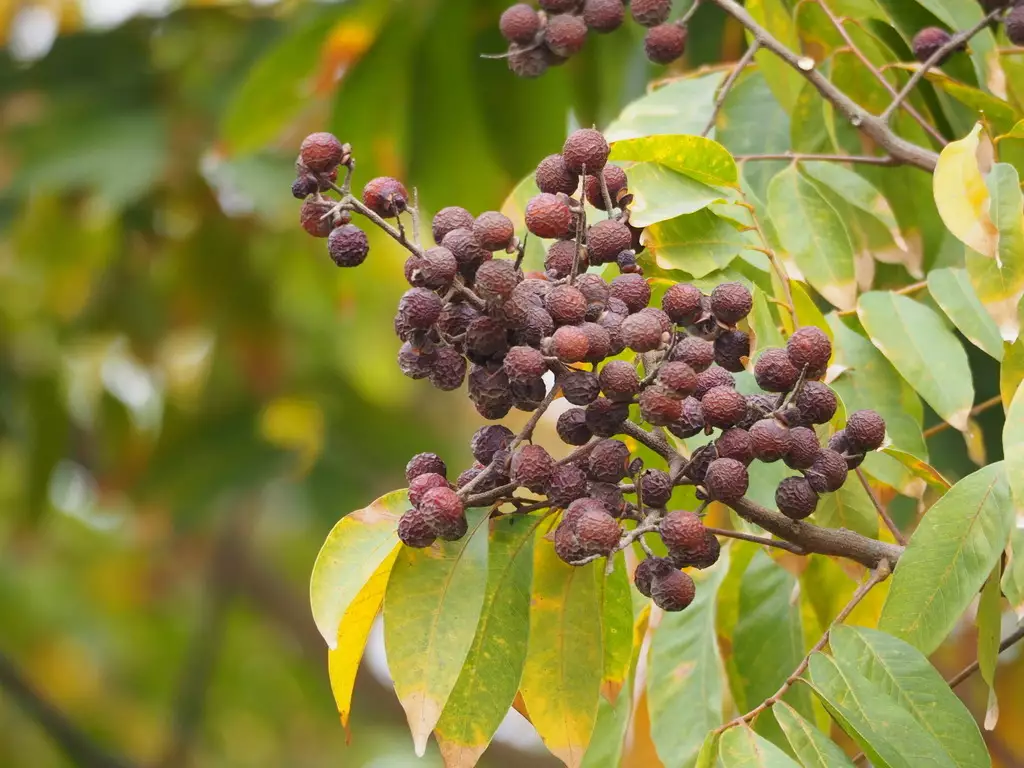 Sapindus mukorossi - Deciduous,Tree,Web page Navigation - Chinese ...