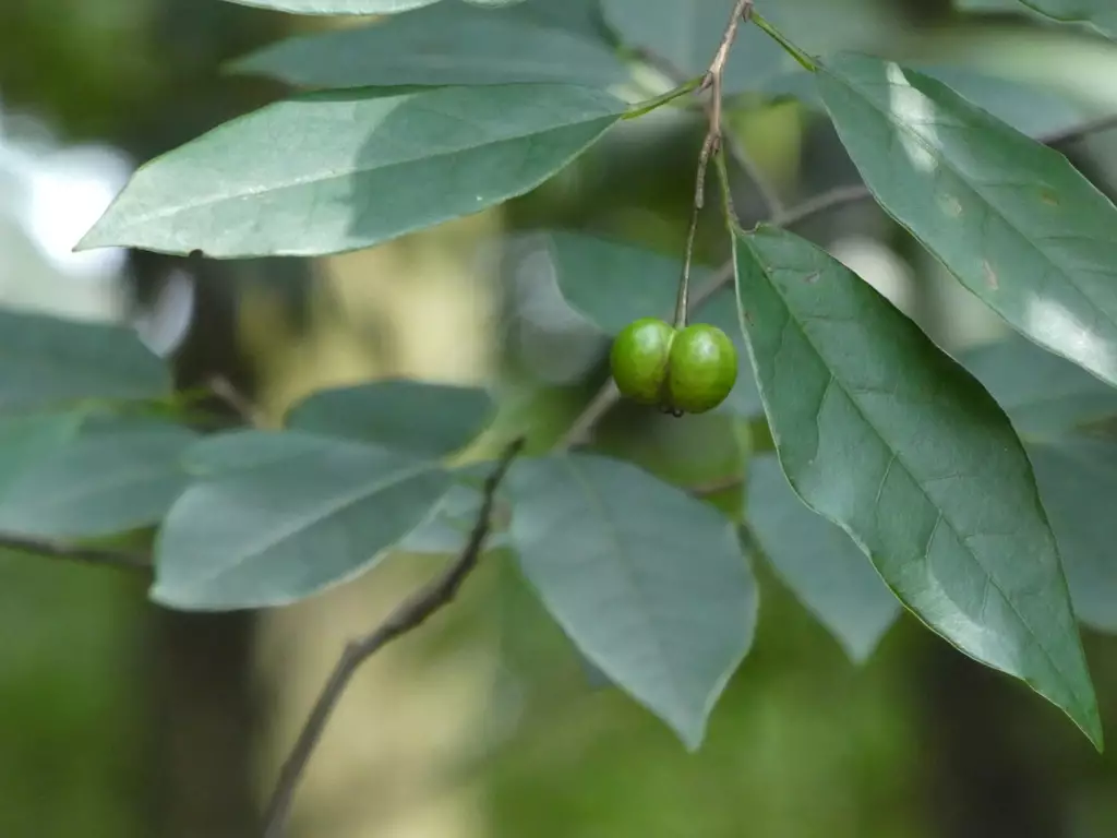 Sapium japonicum - Deciduous - Japanese Tallow Tree