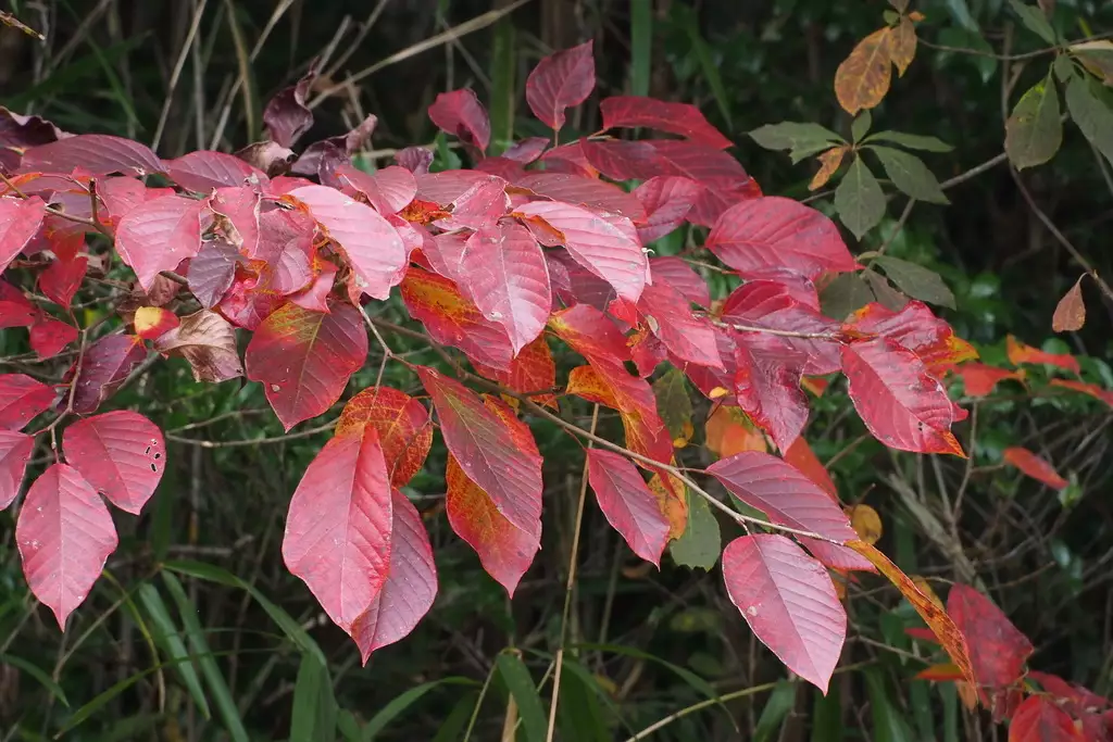 Sapium japonicum - Deciduous - Japanese Tallow Tree