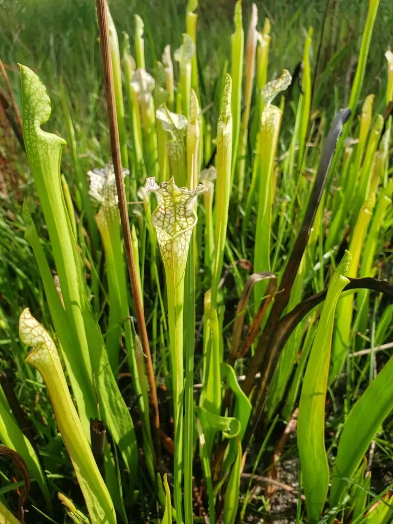Sarracenia leucophylla - Herbaceous Plants,Perennial - Crimson ...