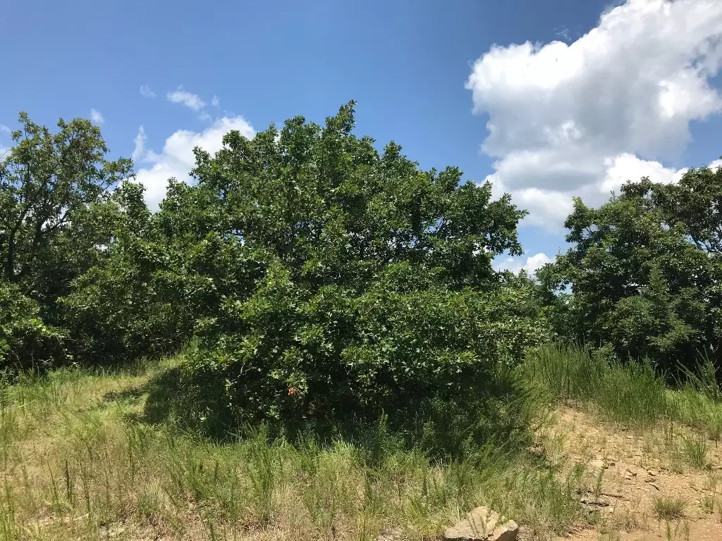 Quercus acerifolia - Web page Navigation - Mapleleaf Oak
