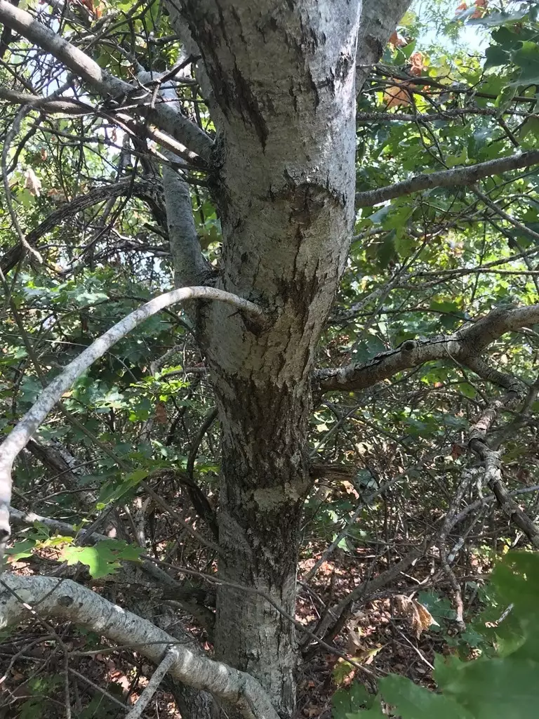 Quercus acerifolia - Web page Navigation - Mapleleaf Oak