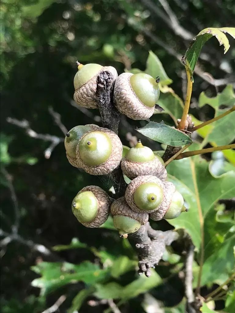 Quercus acerifolia - Web page Navigation - Mapleleaf Oak