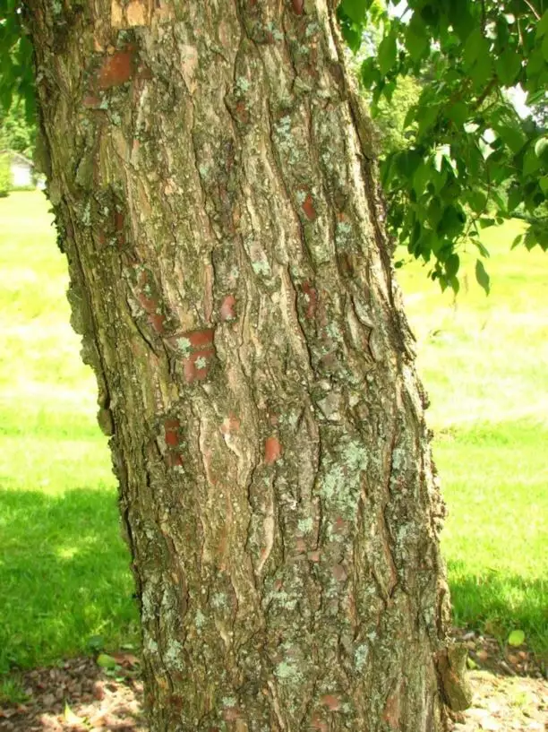 Syringa reticulata ssp. pekinensis - Shrub - Pekin Lilac, Peking Tree Lilac