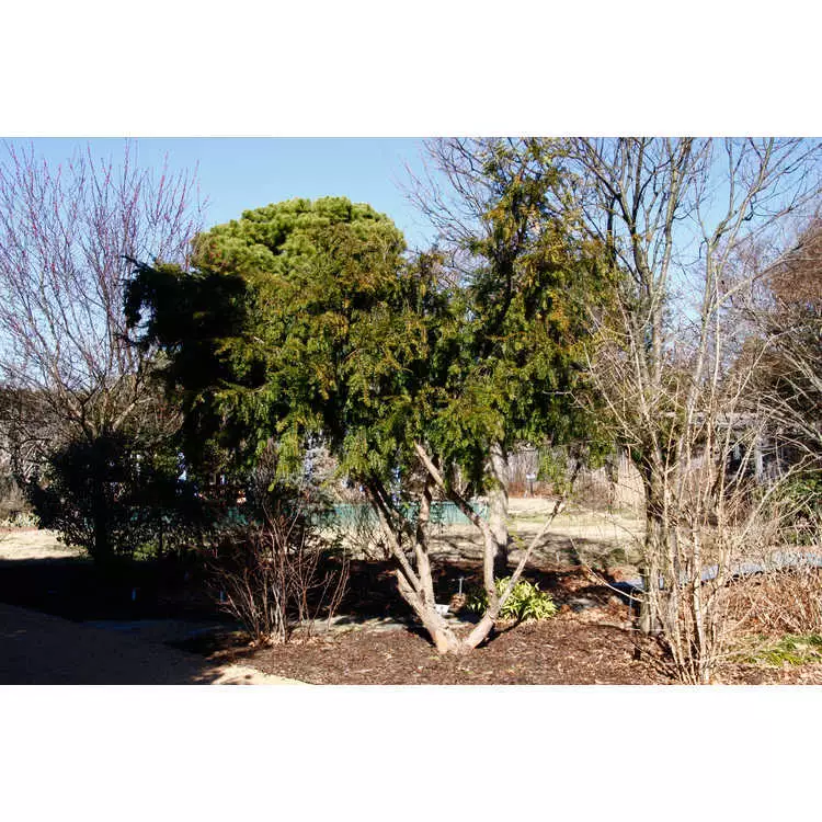 Taxus wallichiana var. chinensis - Medicinal Herbs,Shrub - Himalayan Yew