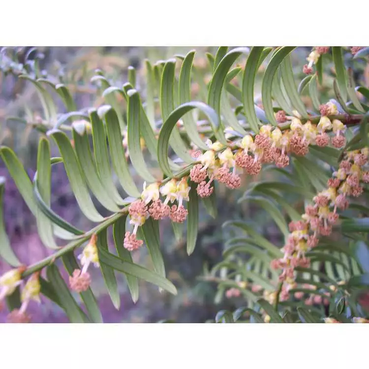Taxus wallichiana var. chinensis - Medicinal Herbs,Shrub - Himalayan Yew