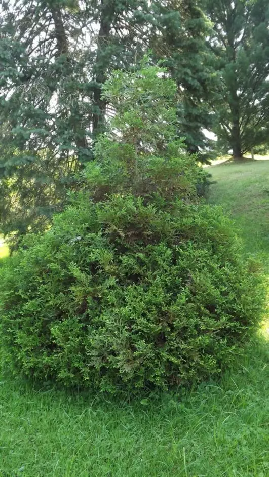 Thujopsis dolabrata - Conifer,Tree,Web page Navigation - Asunaro, False ...
