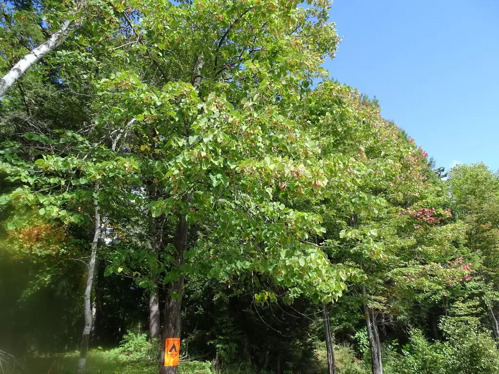 Tilia americana - Deciduous,Hardwood,Shade Tree - American Basswood ...