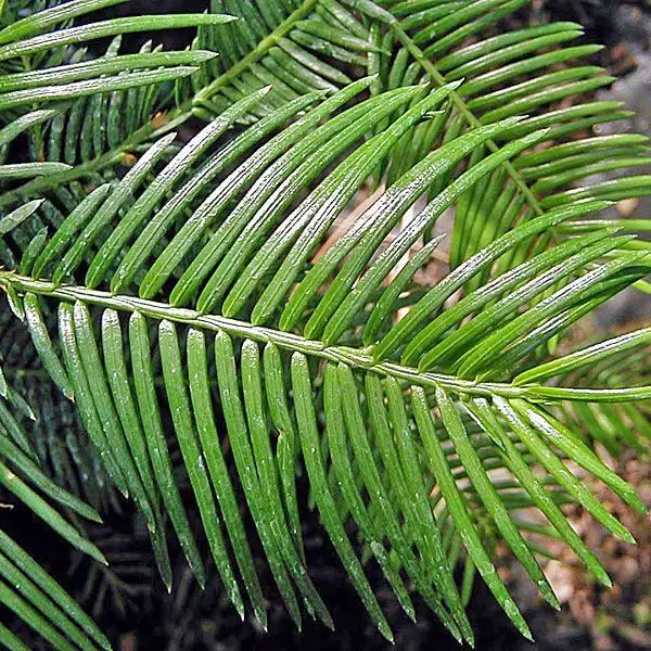 Torreya grandis - Web page Navigation - Chinese Nutmeg Tree, Chinese ...