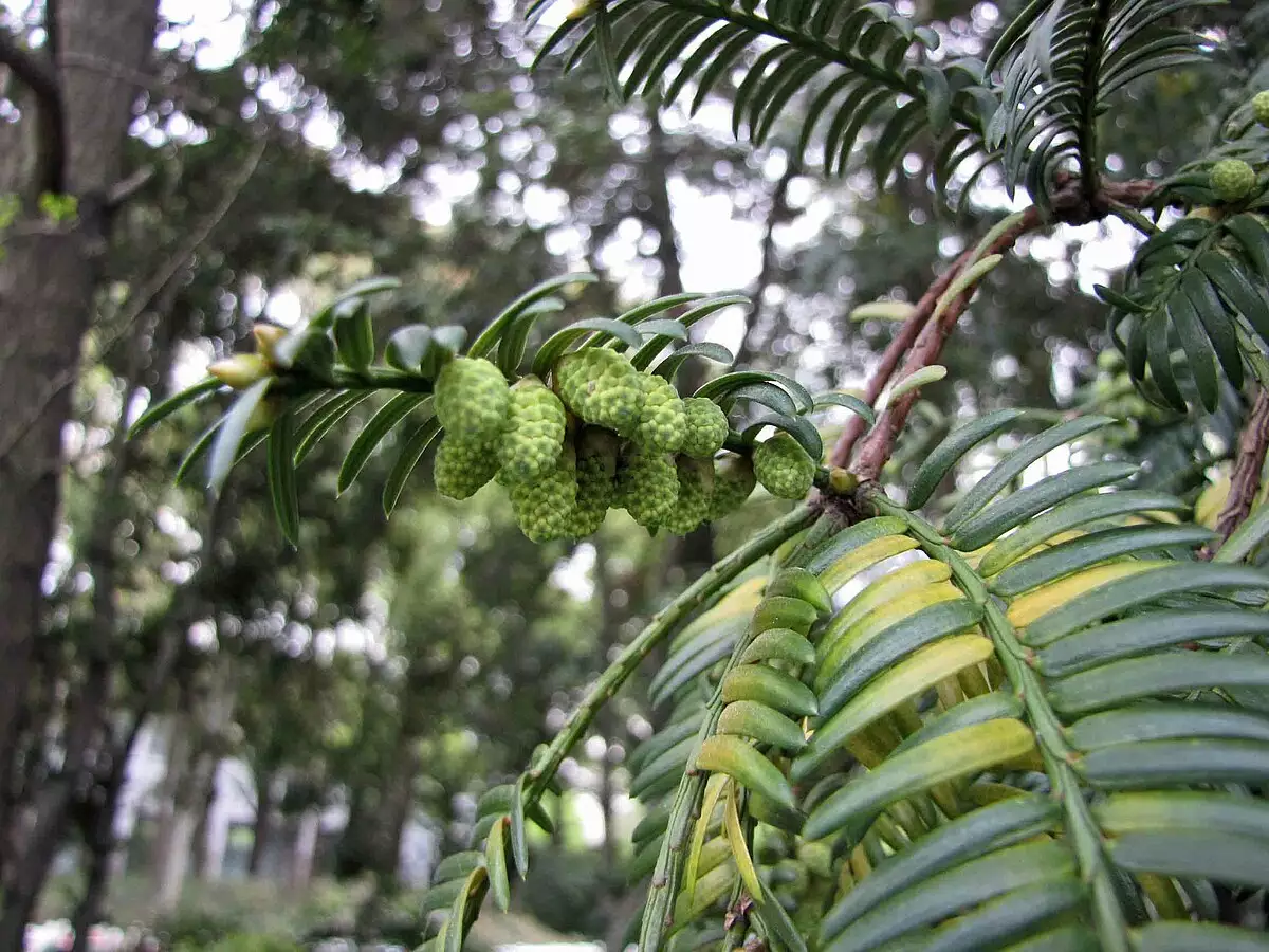 Torreya grandis - Web page Navigation - Chinese Nutmeg Tree, Chinese ...