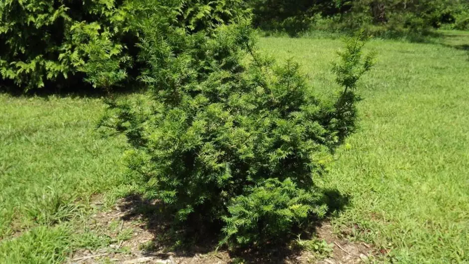 Torreya grandis - Web page Navigation - Chinese Nutmeg Tree, Chinese ...