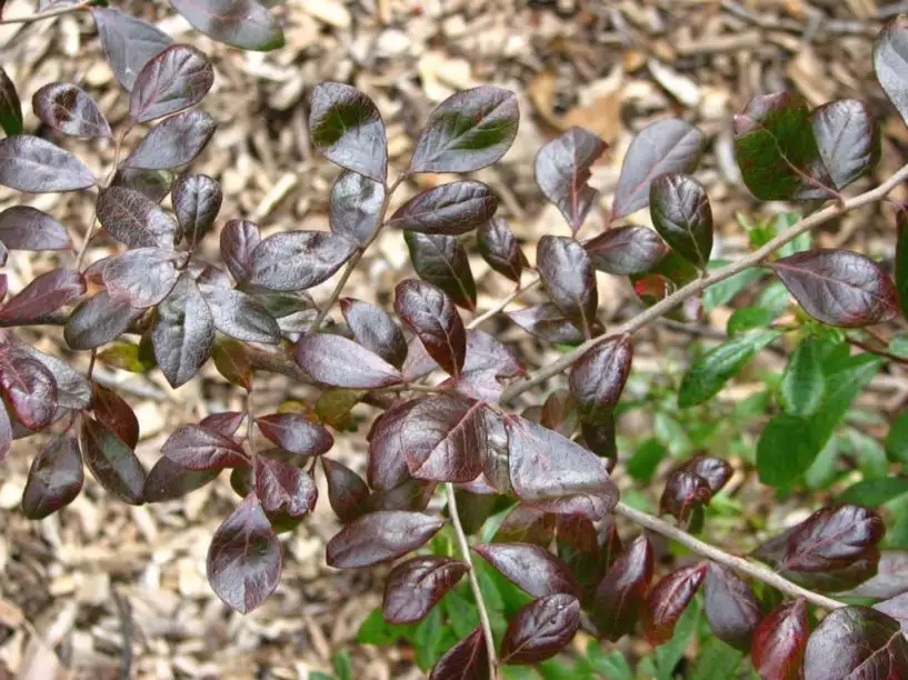 Vaccinium arboreum - Shrub - Farkleberry, Tree Sparkleberry