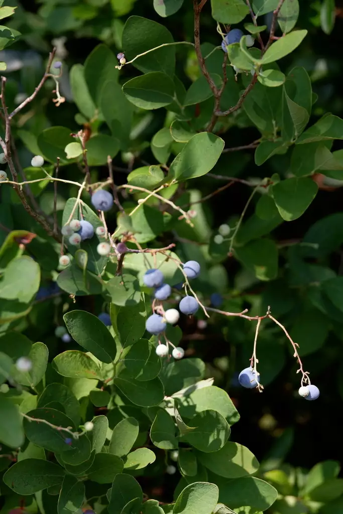 Vaccinium stamineum - Shrub - Deerberry, Highbush Huckleberry