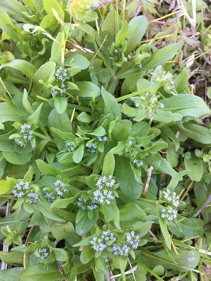 Valerianella locusta - Herbaceous Plants,Vegetable Seeds - Common ...