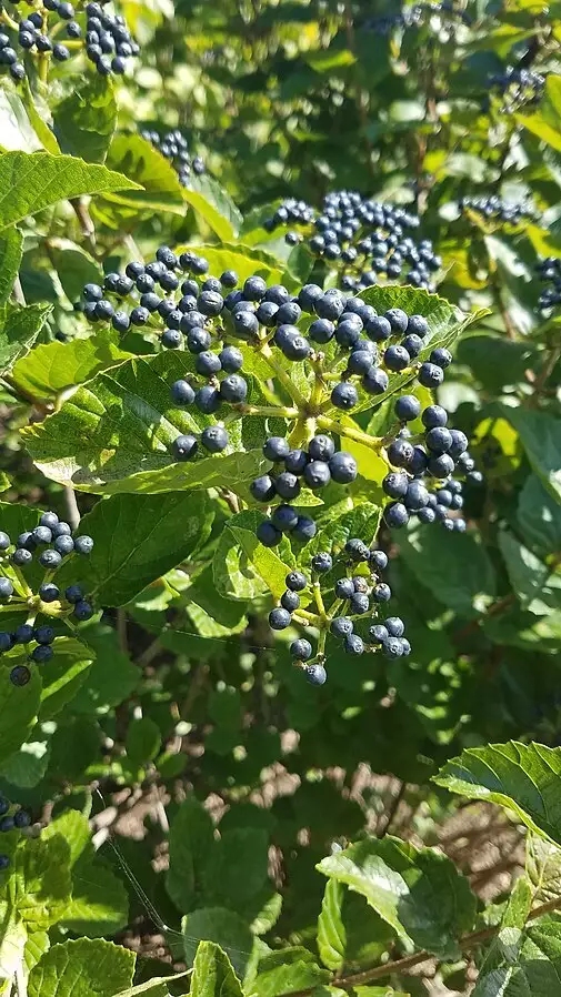 Viburnum dentatum - Shrub - Arrowwood, Southern Arrowwood