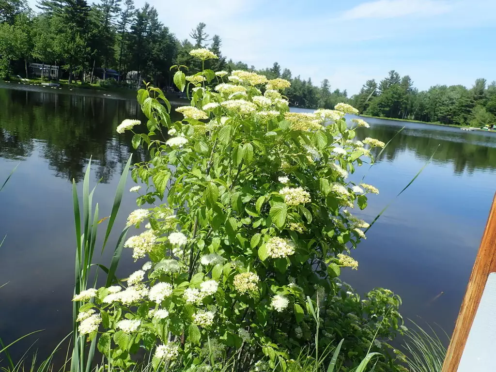 Viburnum dentatum - Shrub - Arrowwood, Southern Arrowwood