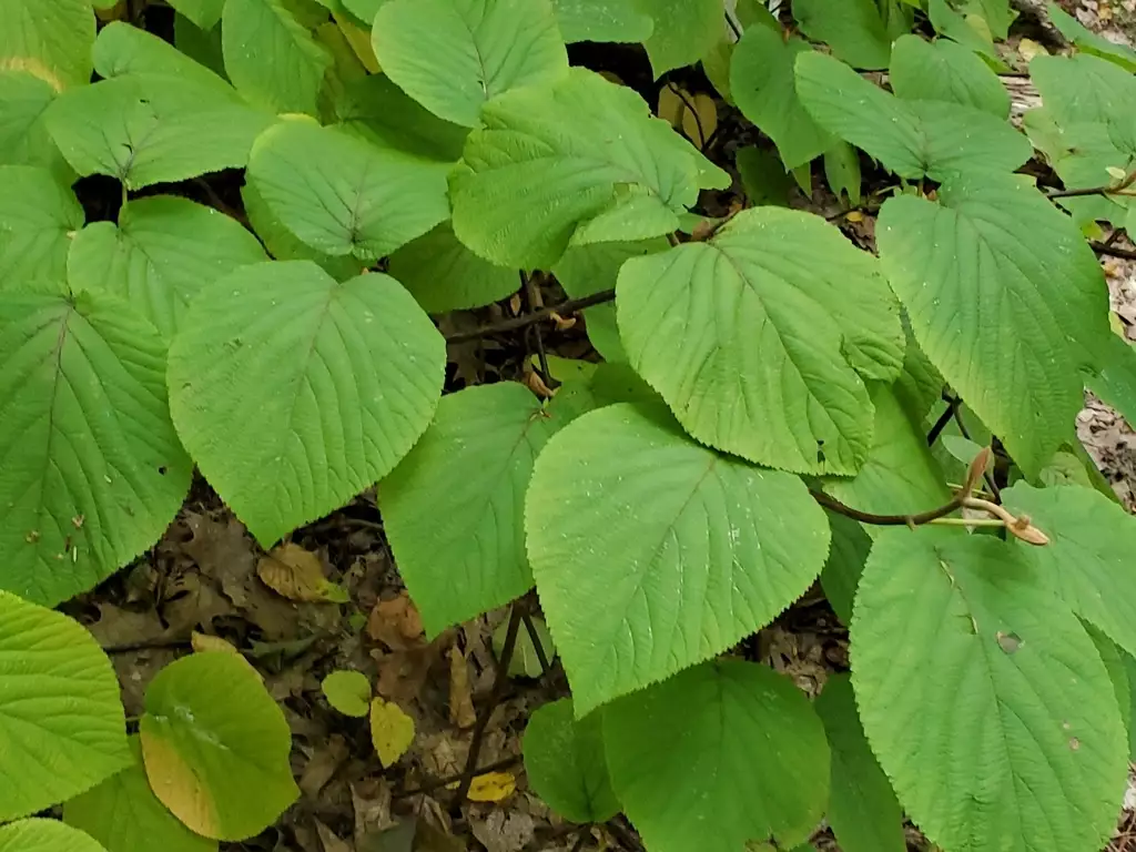 Viburnum lantanoides - Shrub - Hobblebush, Moosewood, Witch-Hobble