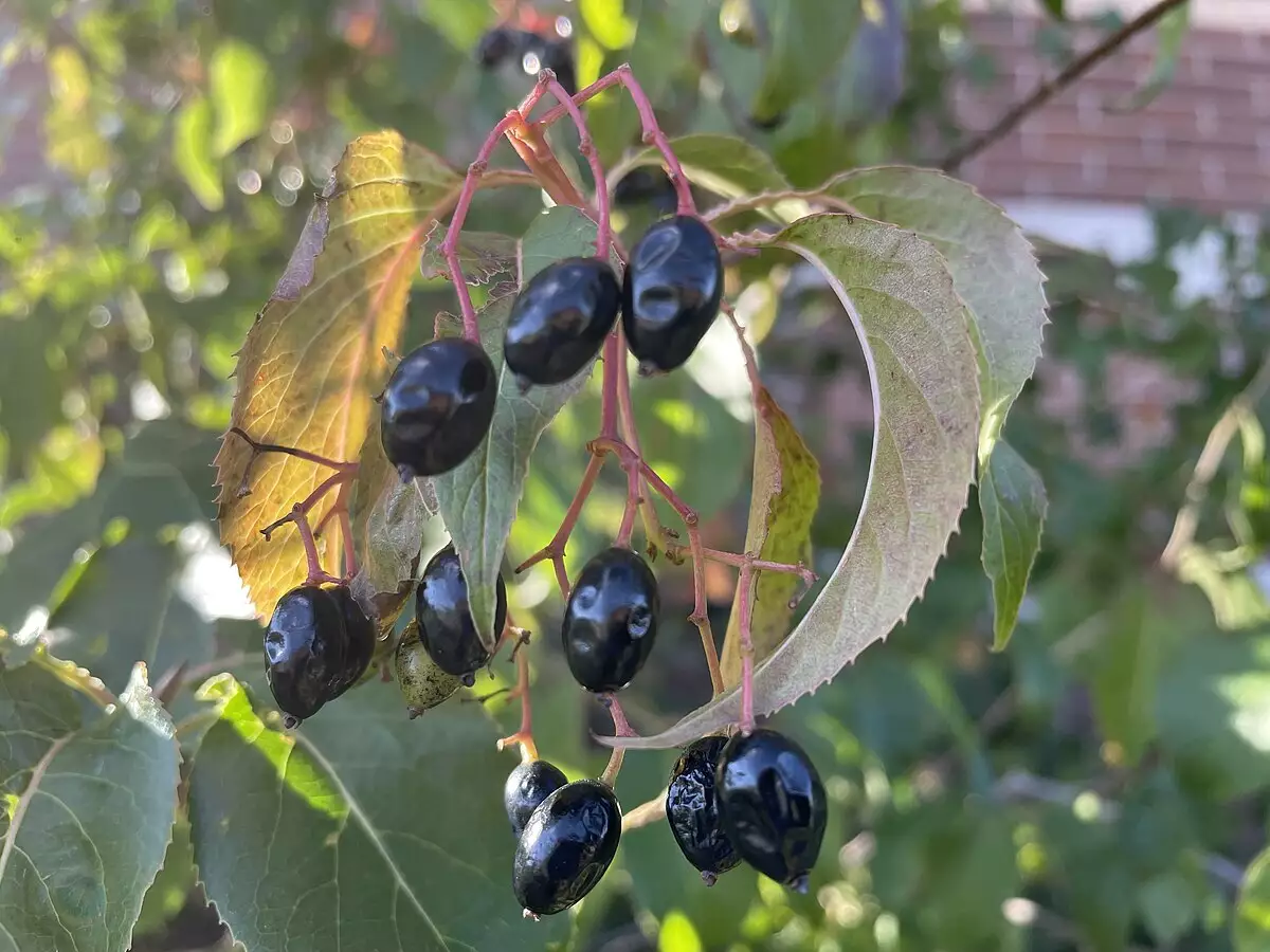 Viburnum lentago - Shrub - Nannyberry