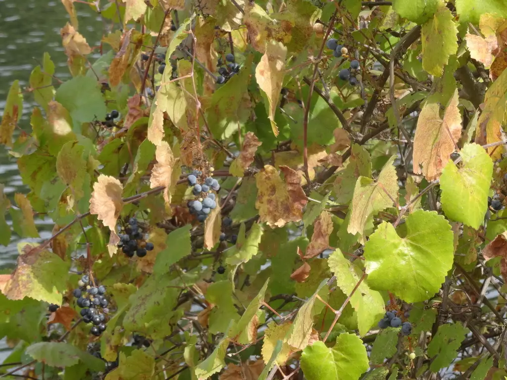 Vitis californica - Vine - California Wild Grape