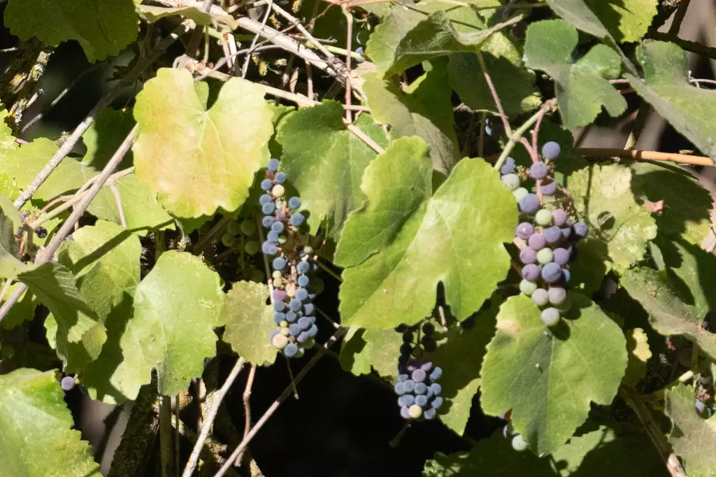 Vitis californica - Vine - California Wild Grape
