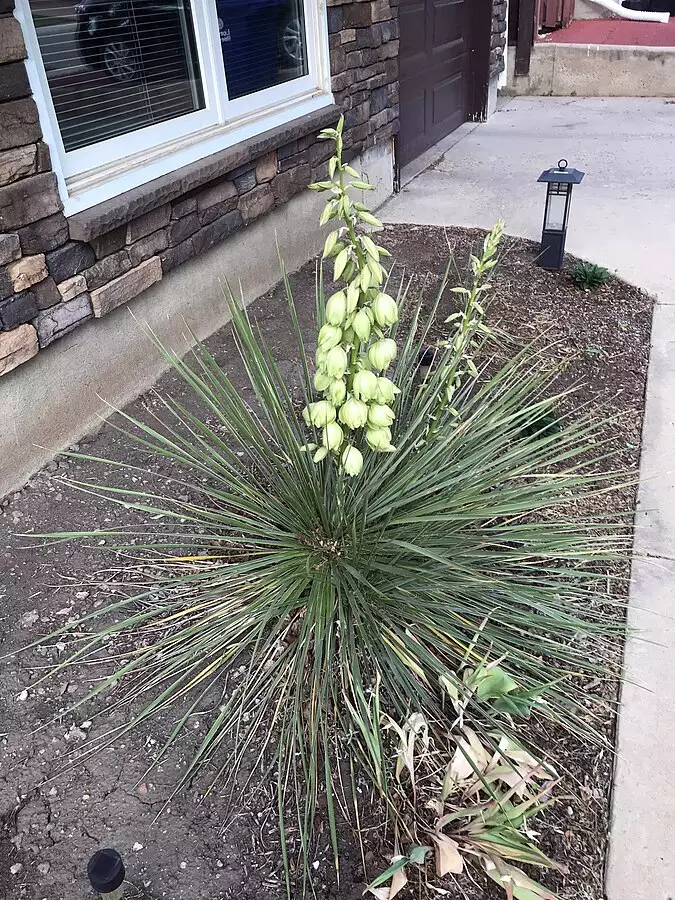 Yucca glauca - Perennial - Soapweed , Soapweed Yucca, Soapwell