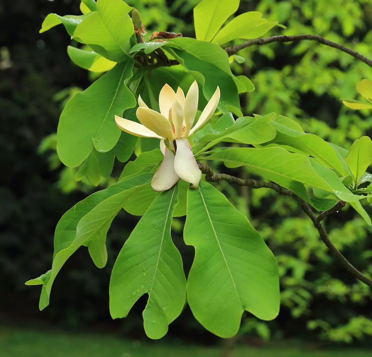 Magnolia officinalis - Flowering Tree,Medicinal Herbs,Tree,Web page ...