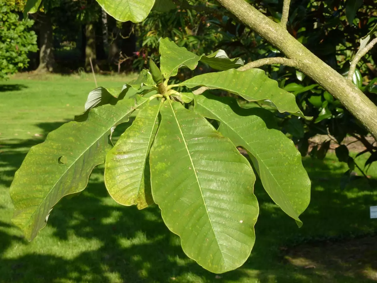 Magnolia officinalis - Flowering Tree,Medicinal Herbs,Tree,Web page ...