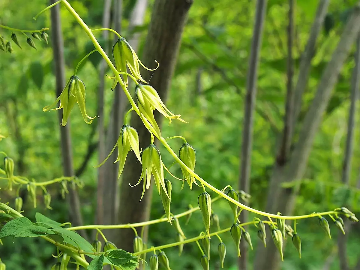 Decaisnea fargesii - Shrub - Blue Sausage Fruit, Blue-bean, Dead Man's ...