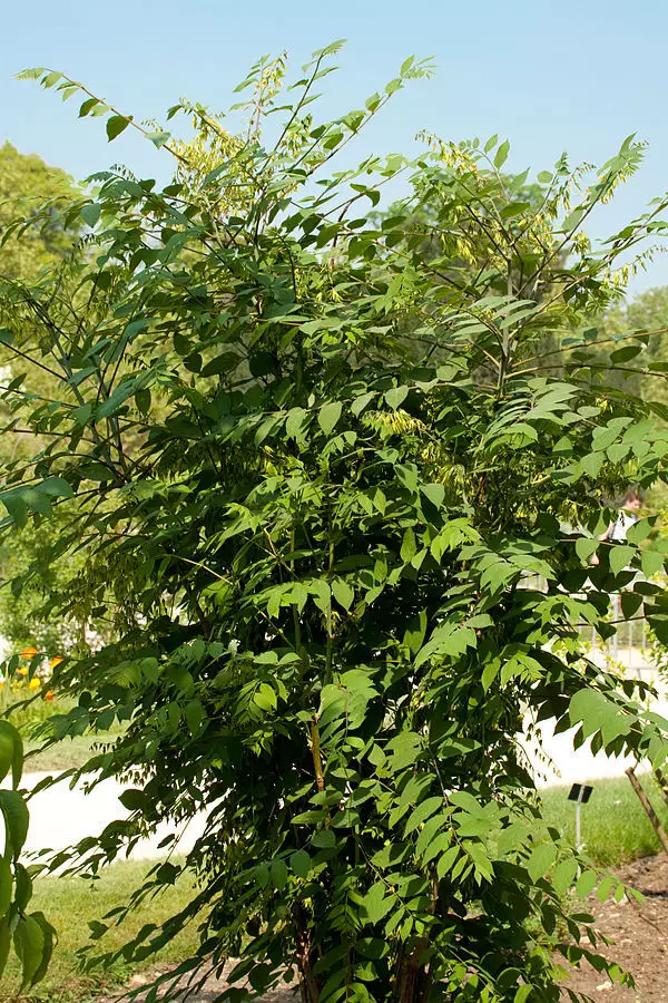 Decaisnea fargesii - Shrub - Blue Sausage Fruit, Blue-bean, Dead Man's ...