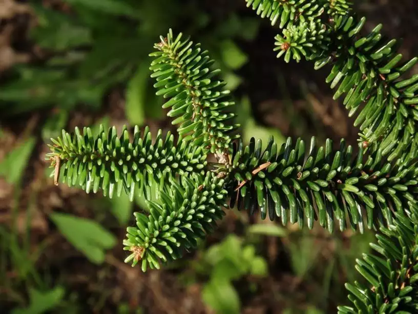Abies alba - Conifer,Medicinal Herbs,Web page Navigation - Common ...