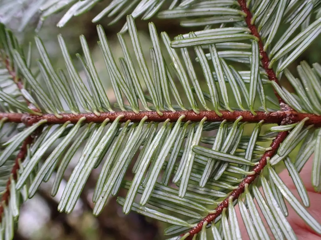 Abies Amabilis Conifer Medicinal Herbs Cascade Fir Lovely Fir Pacific Silver Fir