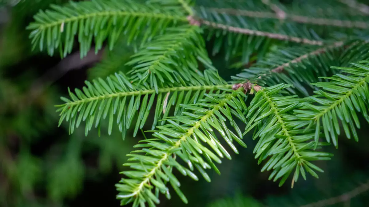 Abies balsamea Minnesota - Conifer - Balsam Fir