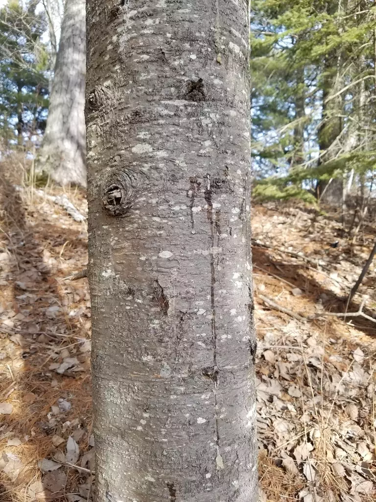 Abies balsamea Minnesota - Conifer - Balsam Fir