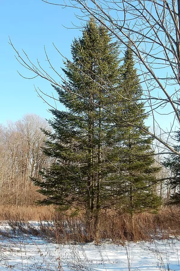 Abies balsamea Wisconsin - Conifer - Balsam Fir