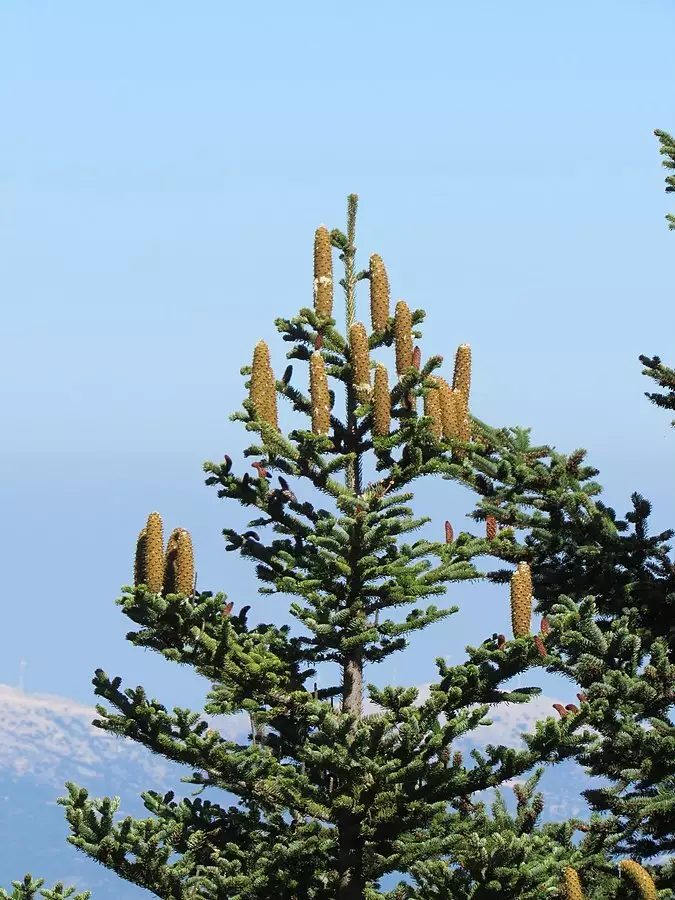 Abies cephalonica - Conifer - Greek Fir