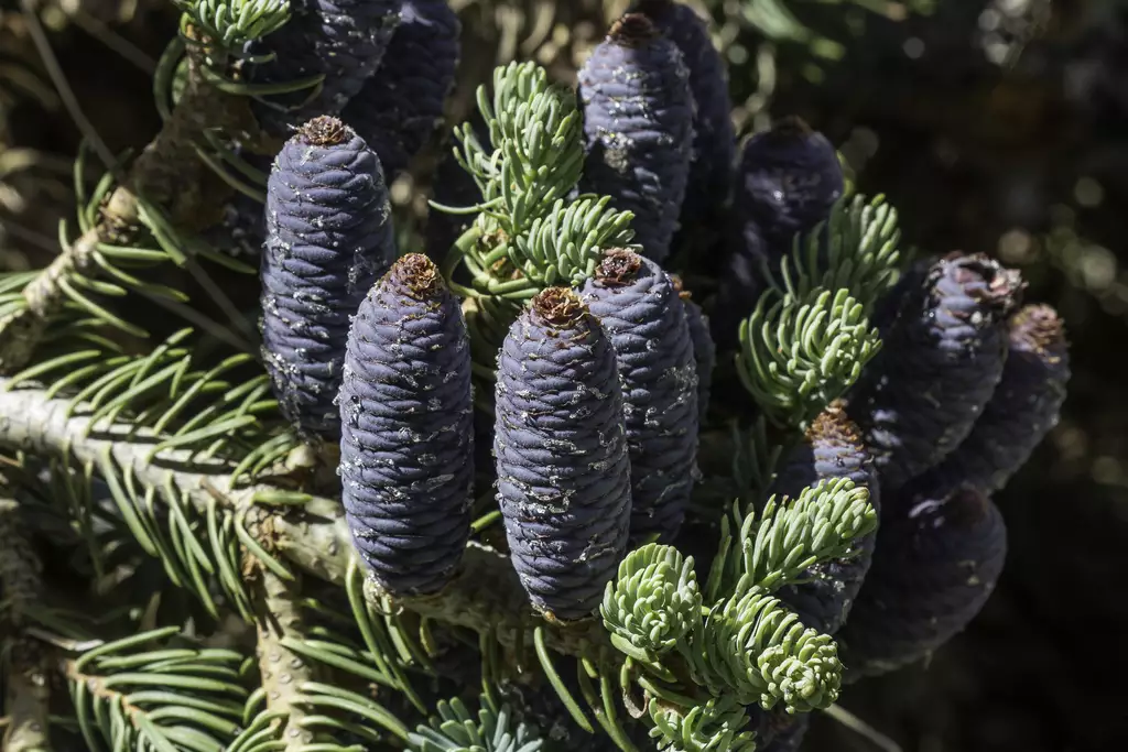 Abies concolor ssp. concolor NM, Lincoln - Conifer - Concolor Fir ...