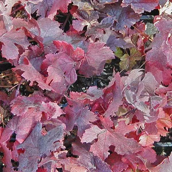 Vitis vinifera 'Purpurea' - Web page Navigation - Purple-Leaf Grape ...