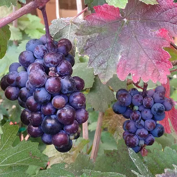 Vitis vinifera 'Purpurea' - Web page Navigation - Purple-Leaf Grape ...