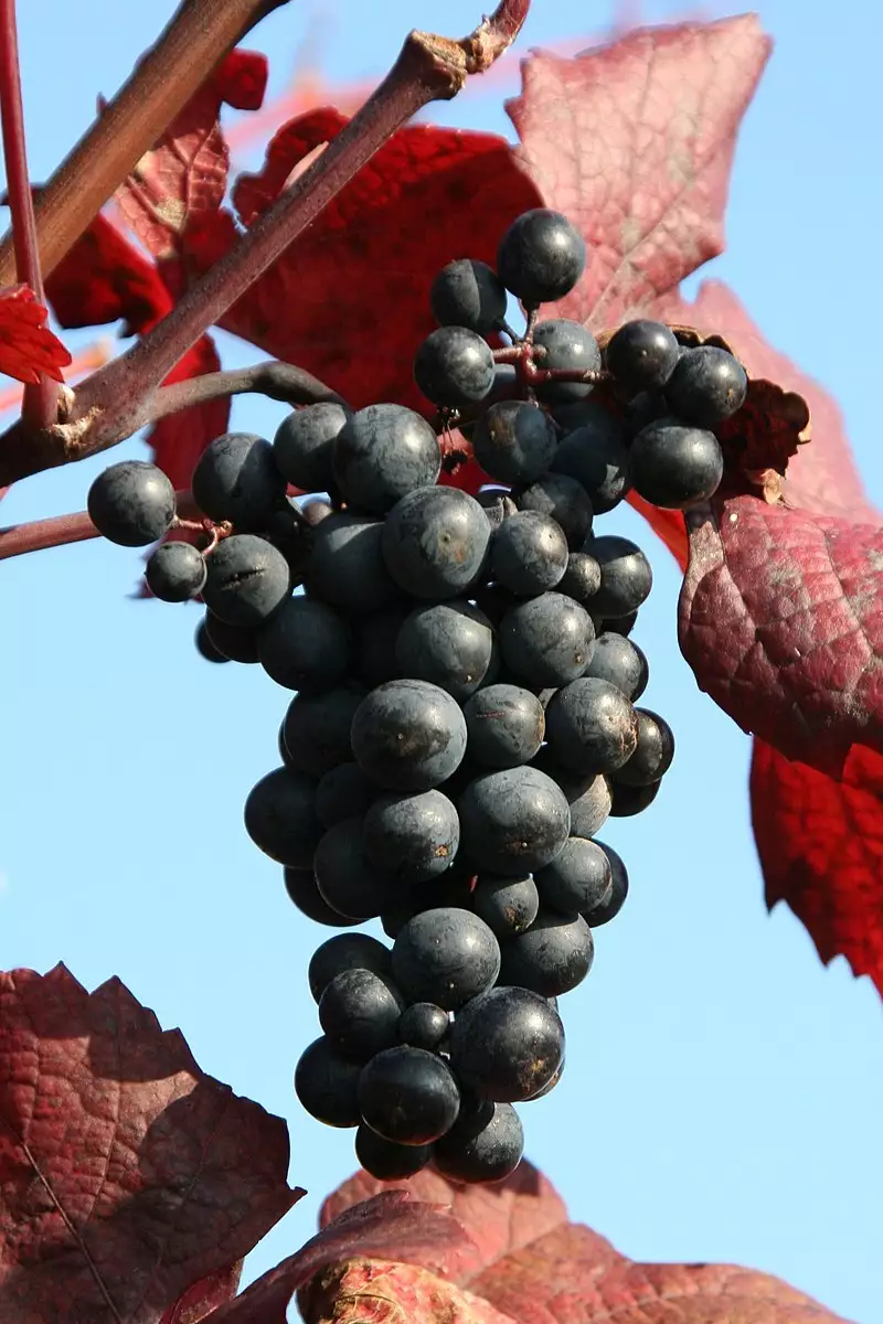 Vitis vinifera 'Purpurea' - Web page Navigation - Purple-Leaf Grape ...