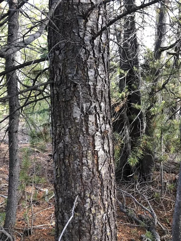 Abies magnifica var. shastensis - Conifer - Shasta Red Fir