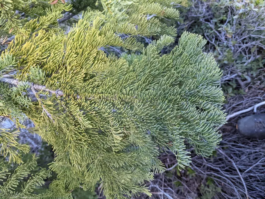 Abies magnifica var. shastensis - Conifer - Shasta Red Fir