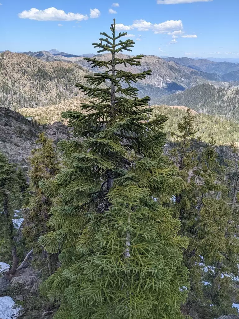 Abies magnifica var. shastensis - Conifer - Shasta Red Fir