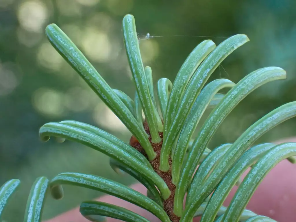 Abies magnifica var. shastensis - Conifer - Shasta Red Fir
