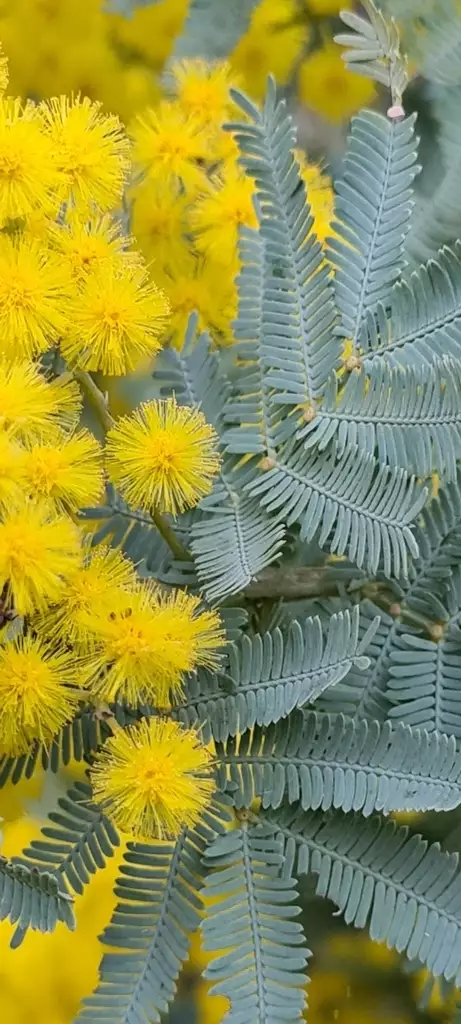 Acacia baileyana - Flowering Tree - Bailey Acacia, Cootamundra Wattle ...