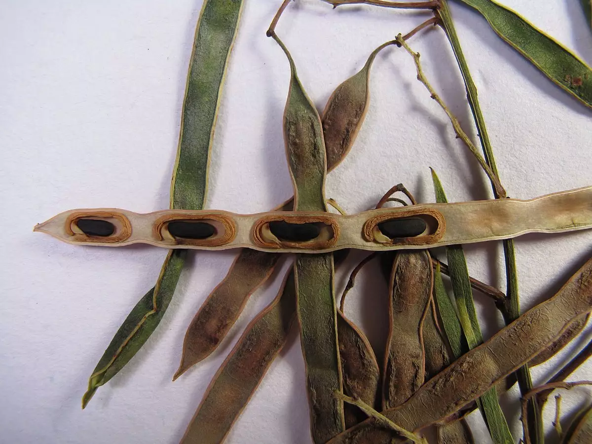 Acacia retinodes - Web page Navigation - Silver Wattle, Swamp Wattle ...