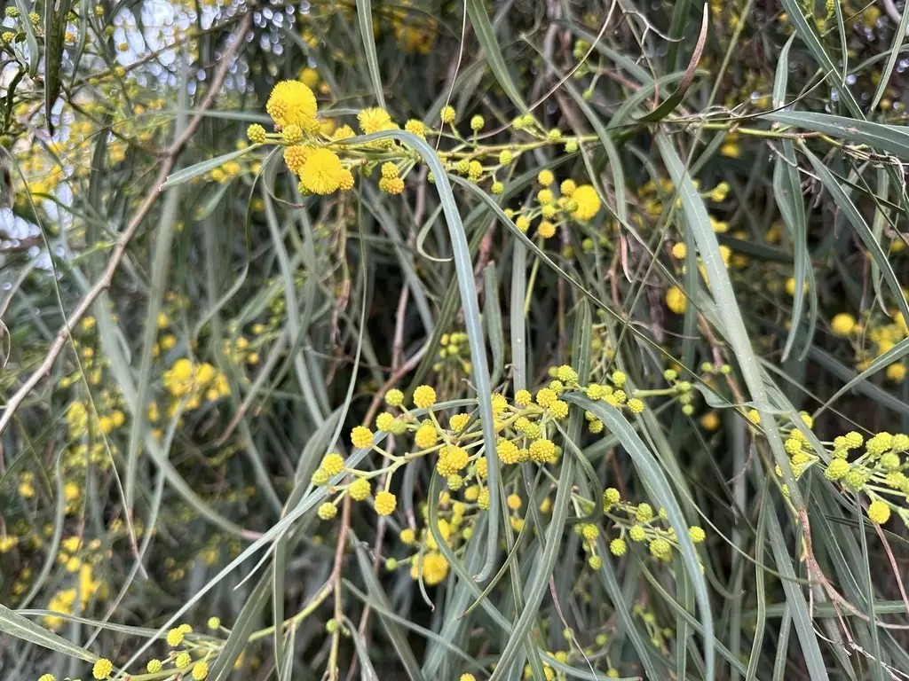 Acacia retinodes - Web page Navigation - Silver Wattle, Swamp Wattle ...