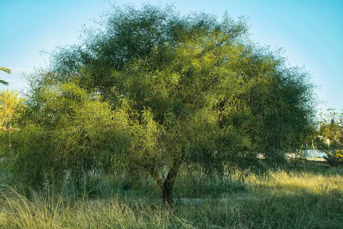 Acacia retinodes - Web page Navigation - Silver Wattle, Swamp Wattle ...