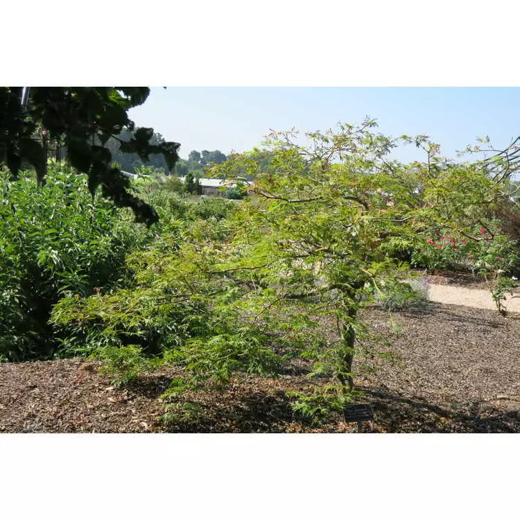 Acer japonicum 'Green Cascade' dry seed - Common Bonsai,Deciduous,Tree ...