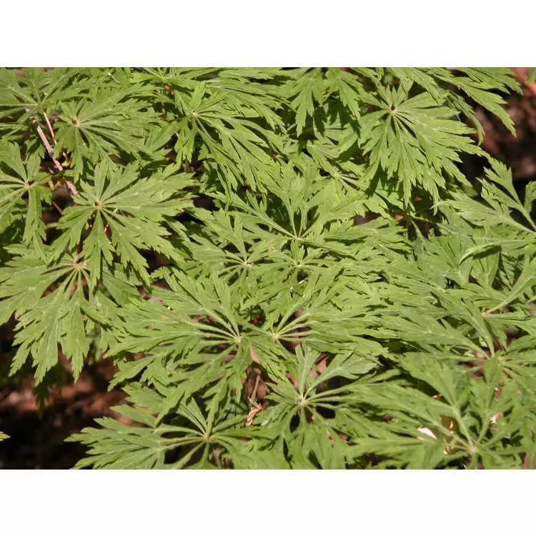 Acer japonicum 'Green Cascade' fresh/green seed - Common Bonsai ...